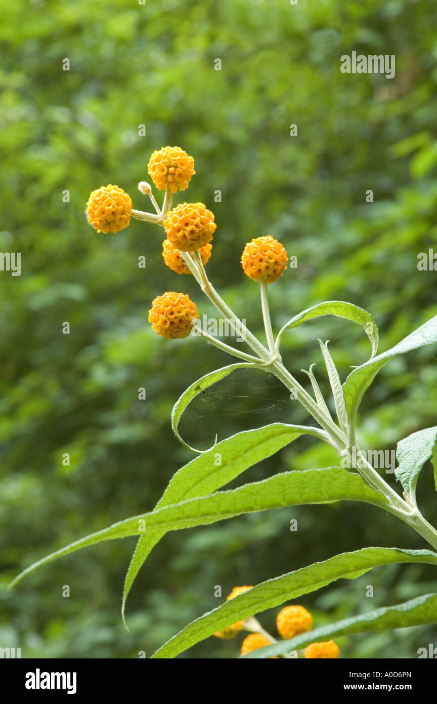 Buddleja globosa hi-res stock photography and images - Alamy