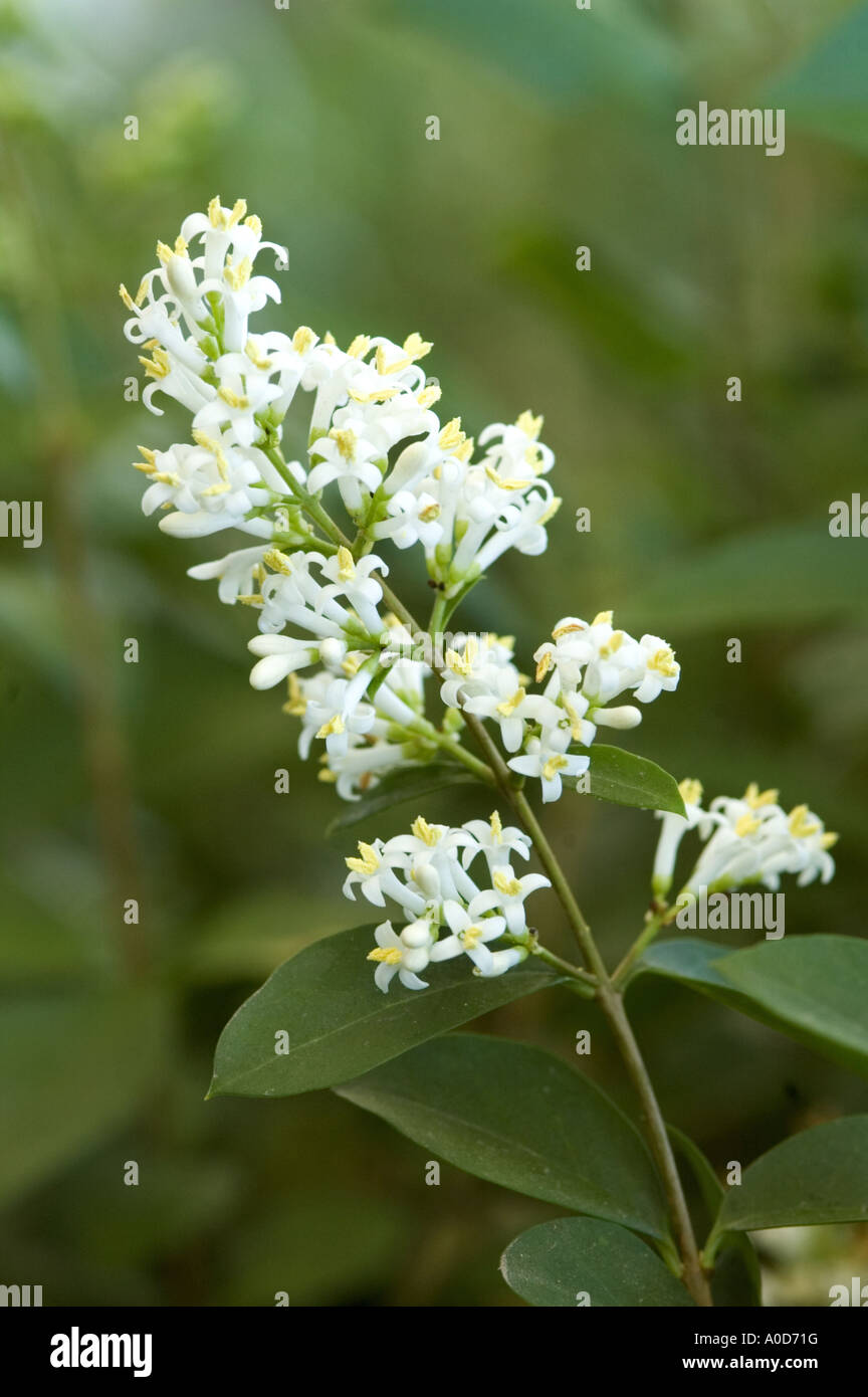 Privet Flower Ligustrum Stock Photo - Alamy