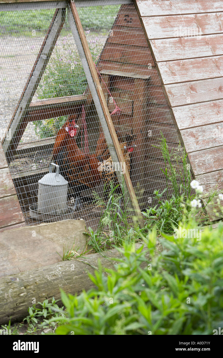small chicken coup in the garden of a small holding Stock Photo - Alamy