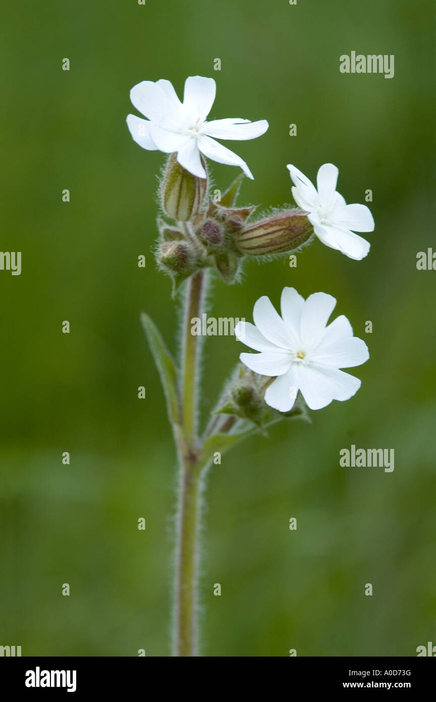 Silene alba hi-res stock photography and images - Alamy