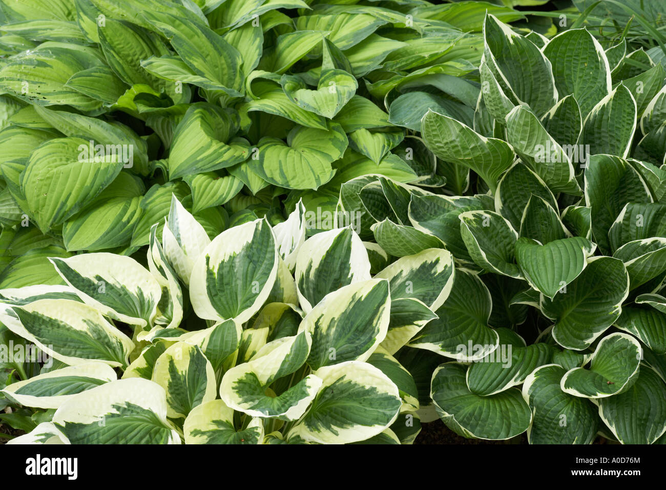 Hosta varieties hi-res stock photography and images - Alamy