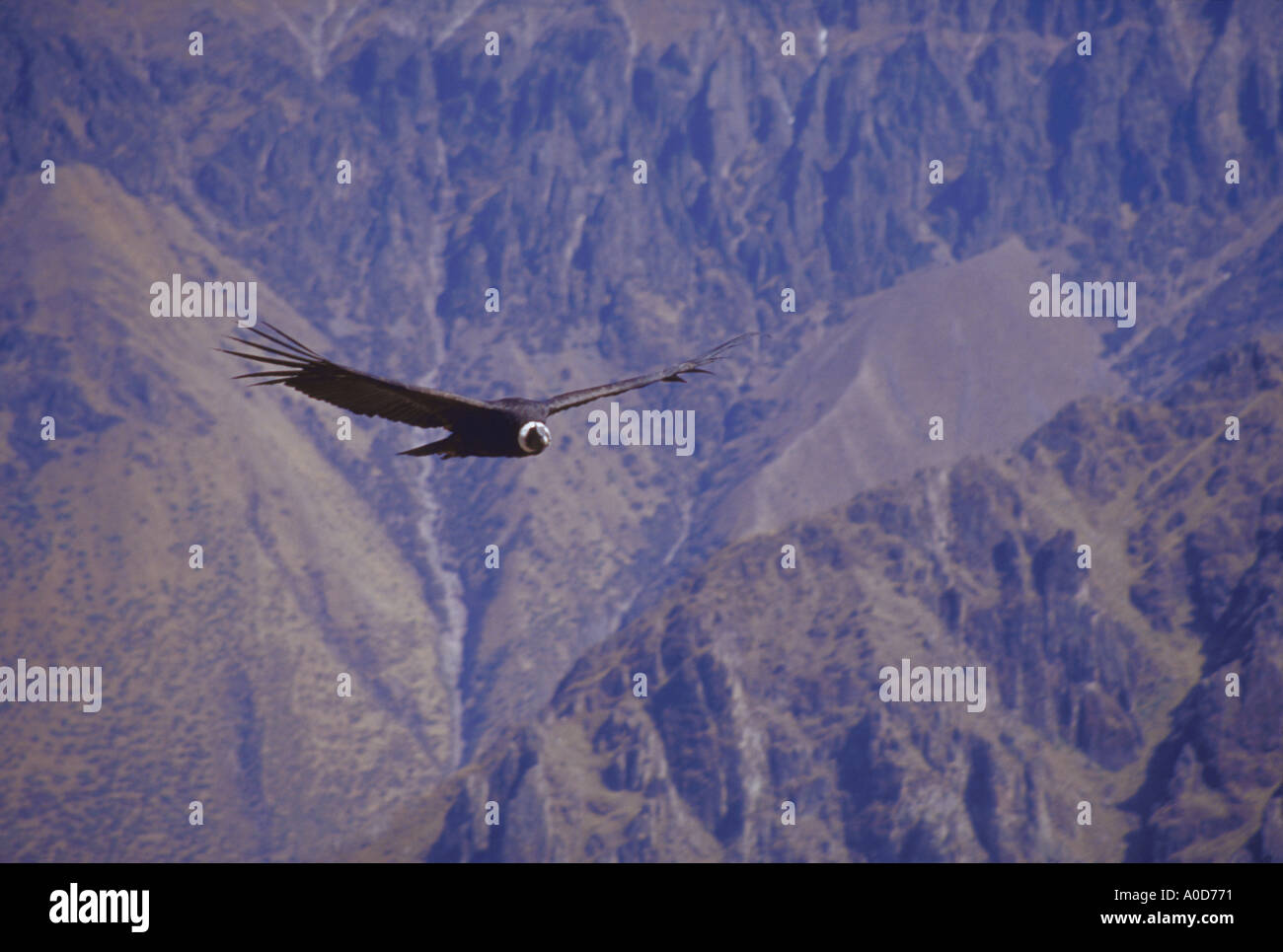 Condor soaring at Cruz del Condor in Colca Canyon Peru Stock Photo - Alamy
