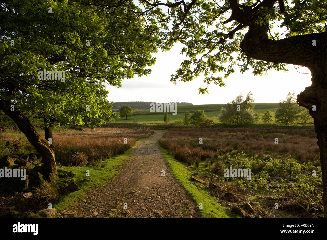 White coppice landscape Stock Photo - Alamy