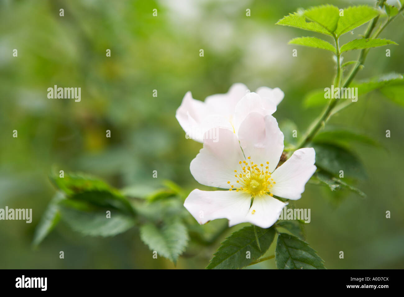 common dog rose growing in a uk hedge Stock Photo - Alamy