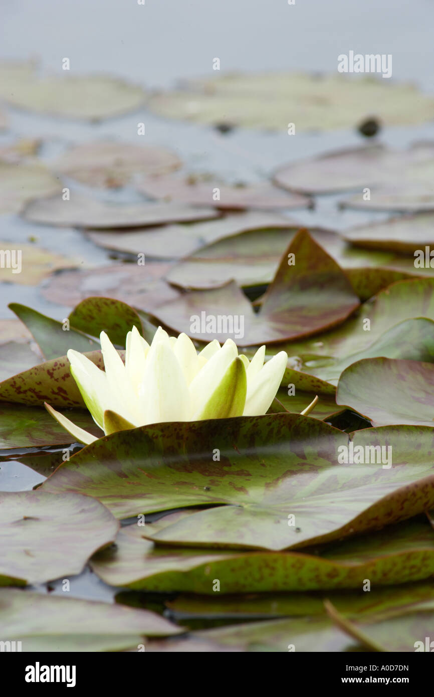 native white water lily on a pond in the UK Stock Photo - Alamy
