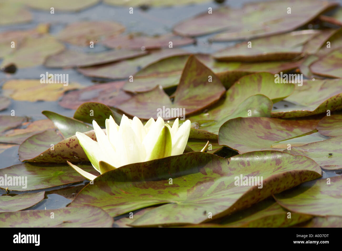 Native water lily uk hi-res stock photography and images - Alamy