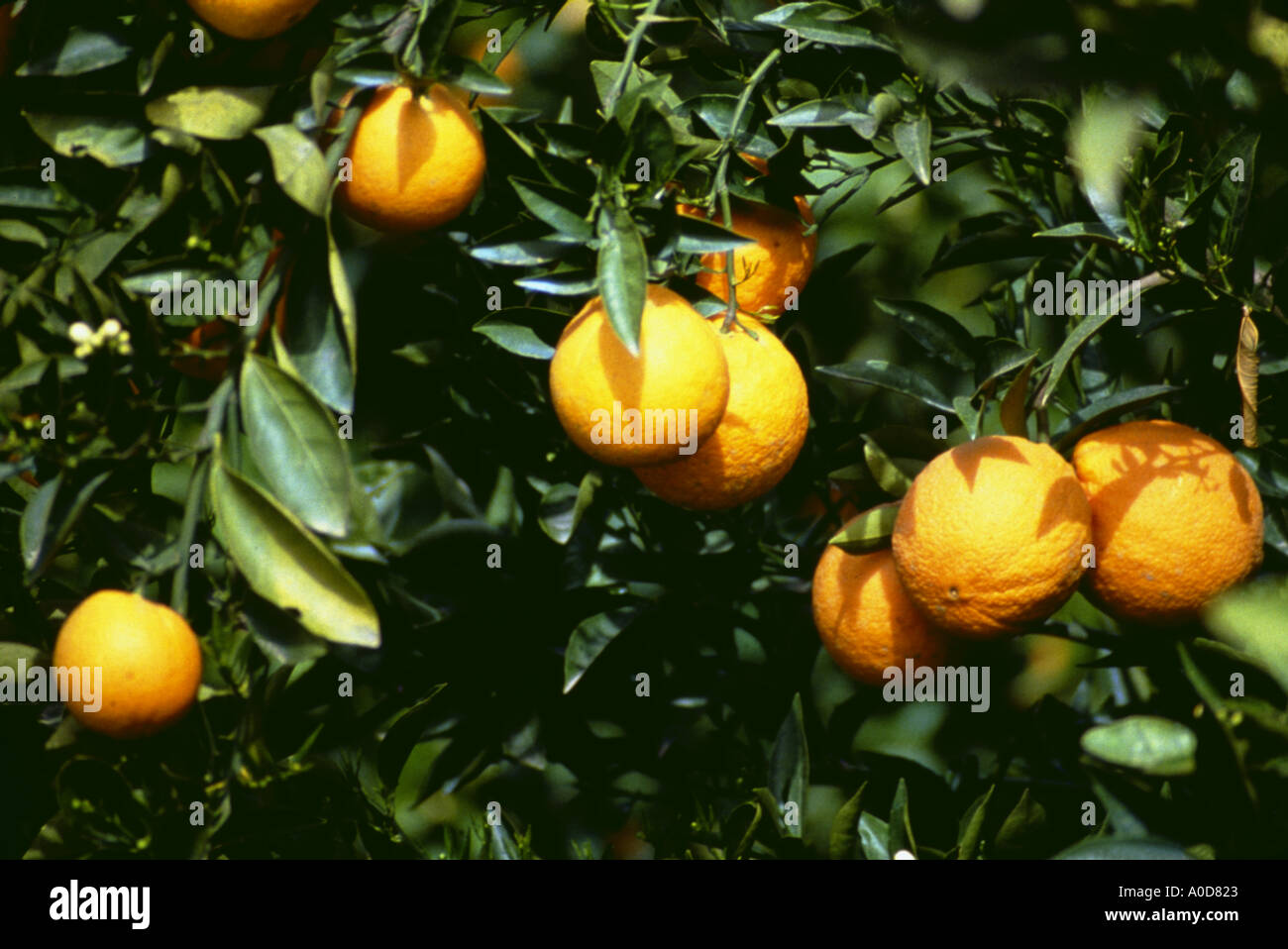 Oranges on the orangetree Stock Photo - Alamy