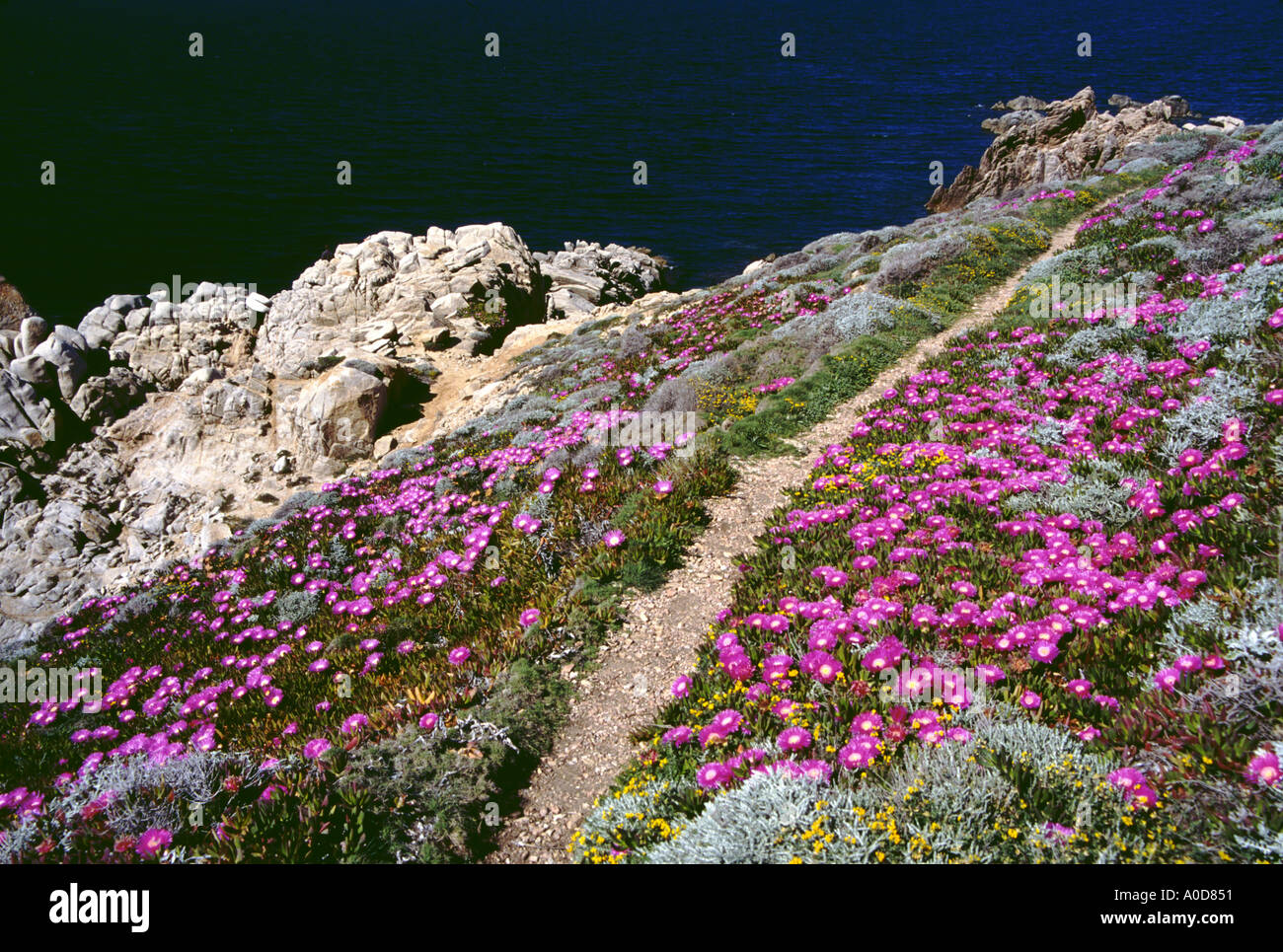italy sardinia scenic near santa teresa flowers way Stock Photo - Alamy