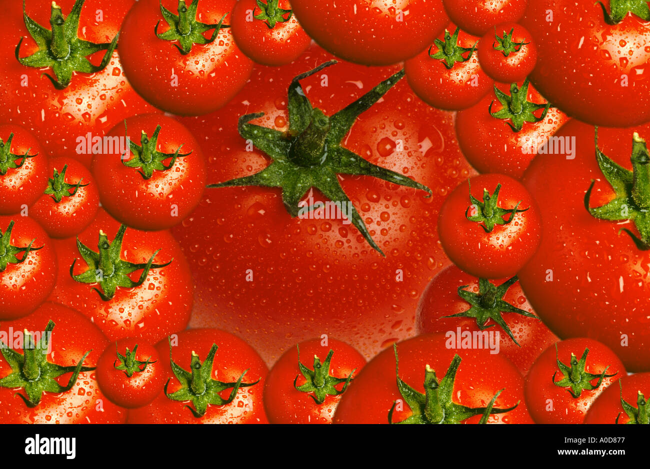 tomato tomatoes various size big and small Stock Photo - Alamy