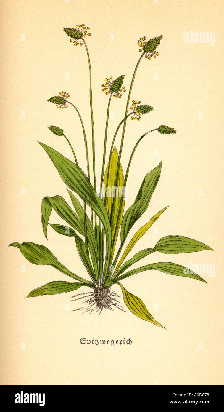 Ribgrass Plantago lanceolata Stock Photo - Alamy