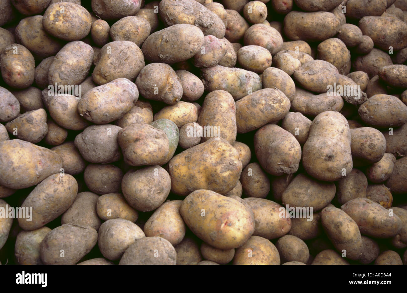 agriculture potato potatoes lot of fruits vegetables harvest autmn ...