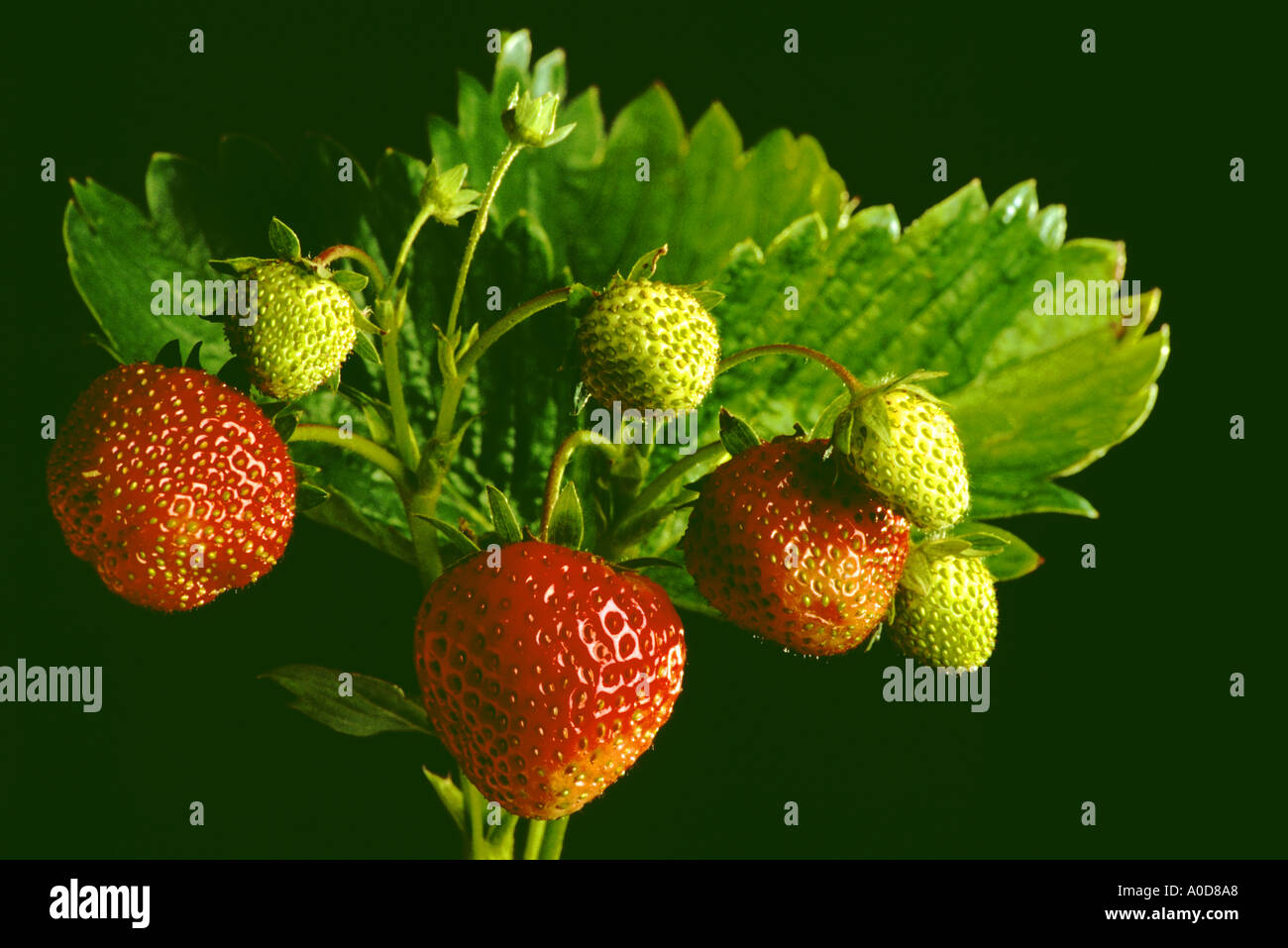 STRAWBERRY FRUITS ON THE PLANT STRAWBERRIES Stock Photo - Alamy