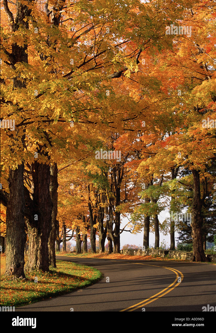 USA, New England, autumn leaves, curved road Stock Photo - Alamy