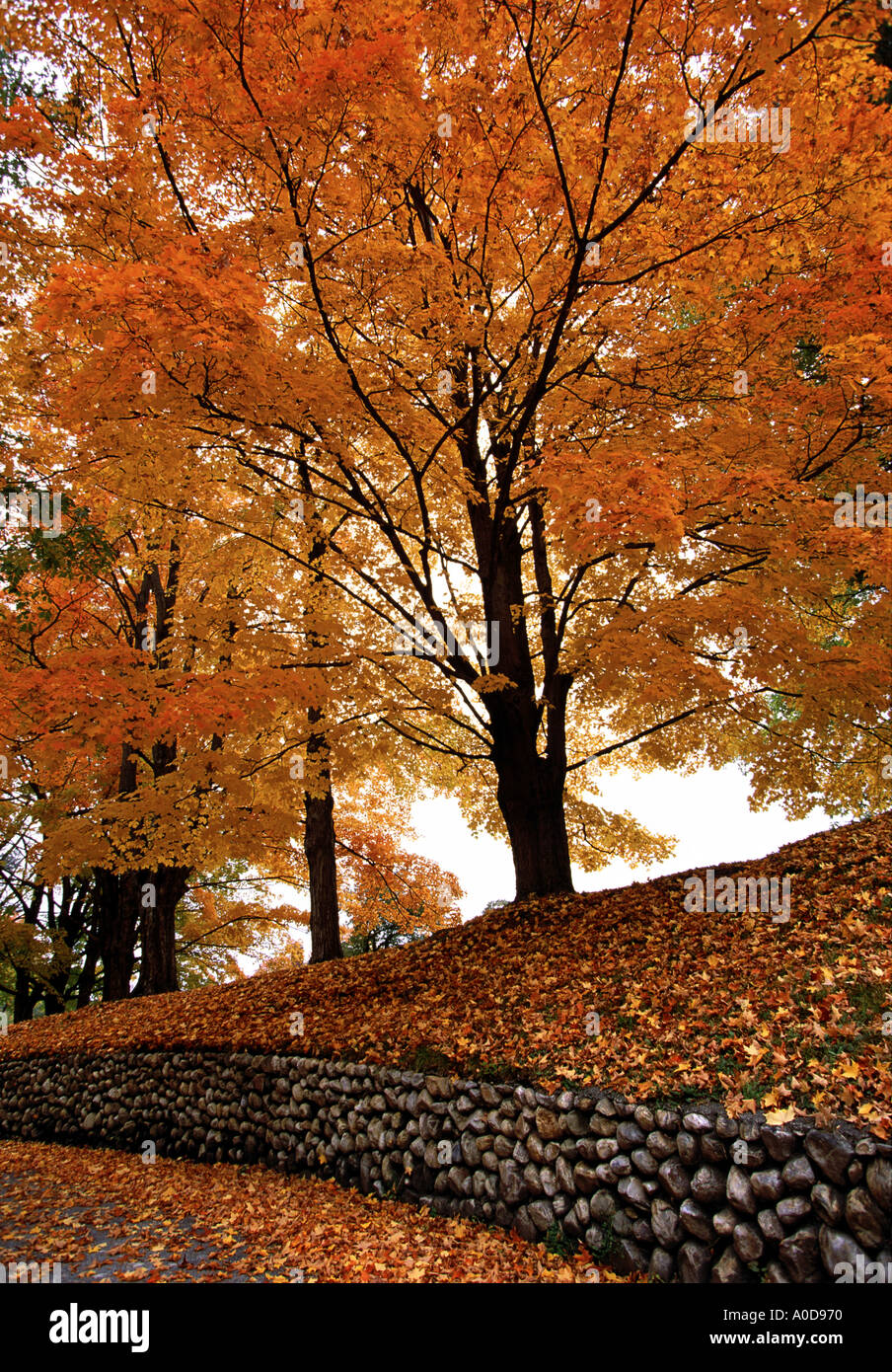 Curved leaves hi-res stock photography and images - Alamy