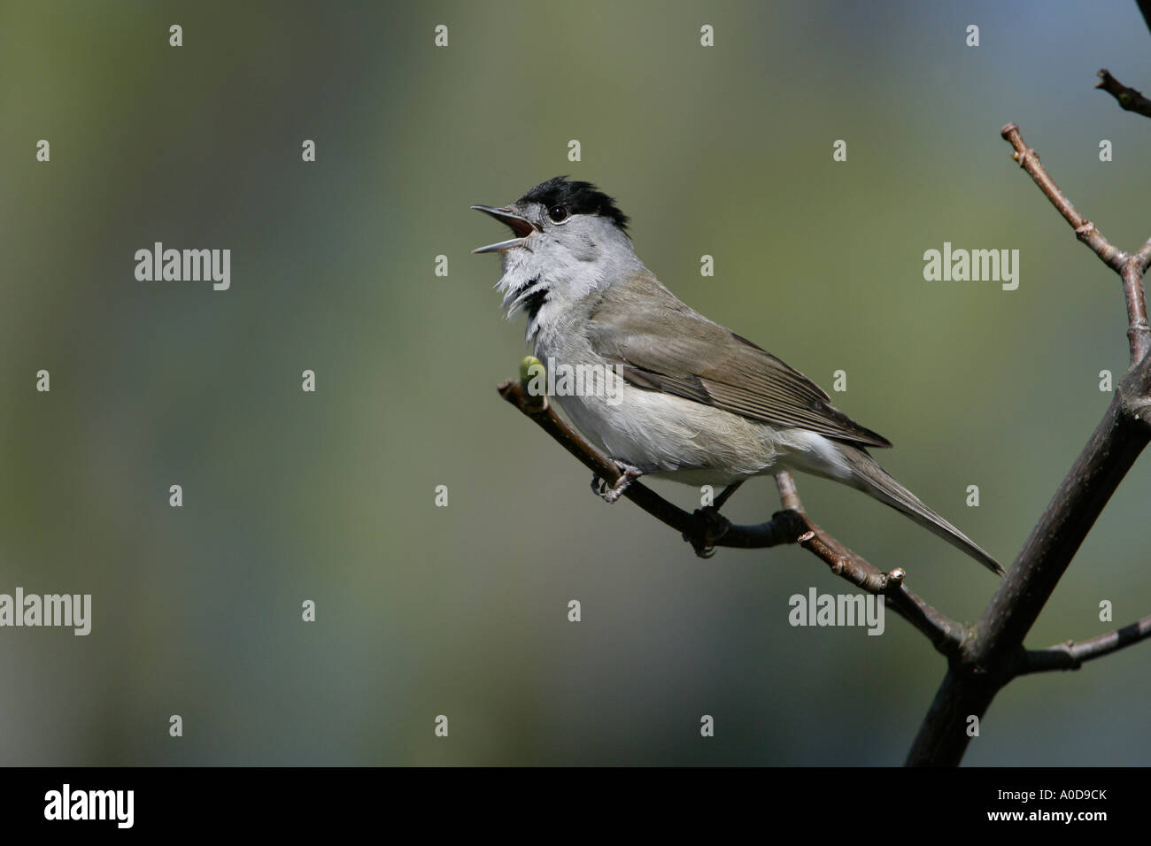 Male blackcap singing spring hi-res stock photography and images - Alamy