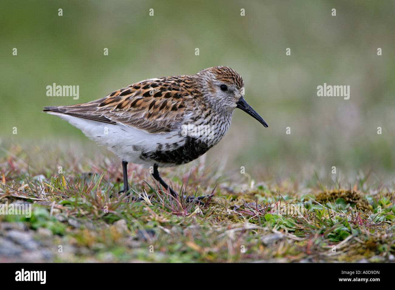 Dunlin bird uk moorland hi-res stock photography and images - Alamy