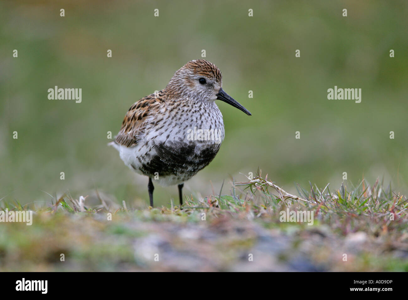 DUNLIN Calidris alpina ON MOORLAND IN BREEDING PLUMAGE YELL SHETLAND ...