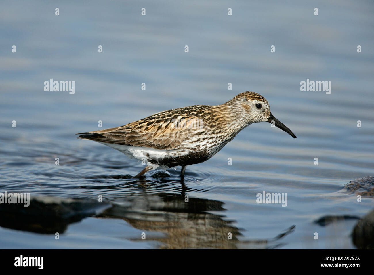 Dunlin bird uk moorland hi-res stock photography and images - Alamy