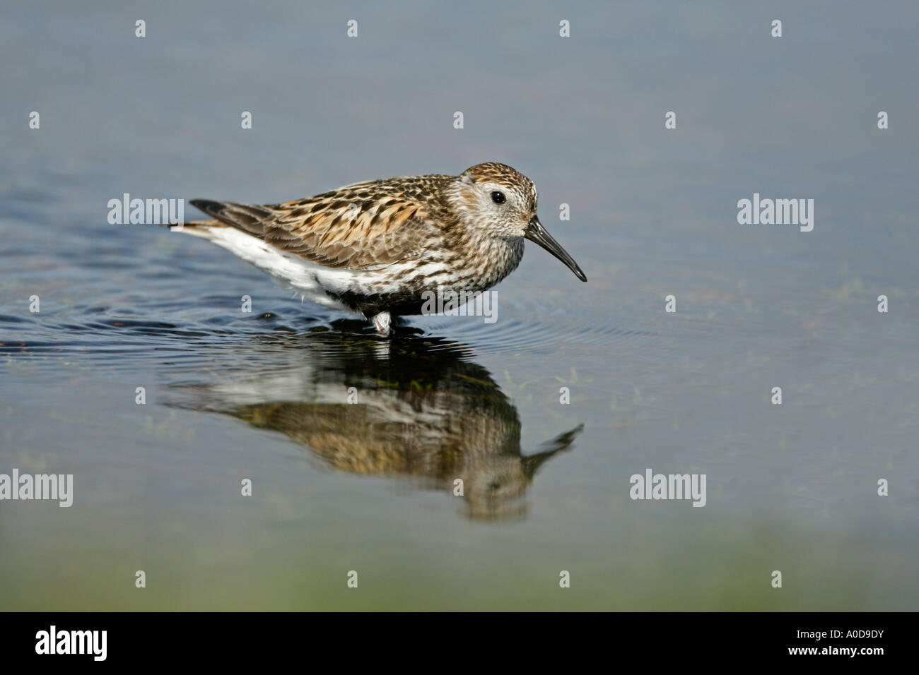 Dunlin bird uk moorland hi-res stock photography and images - Alamy