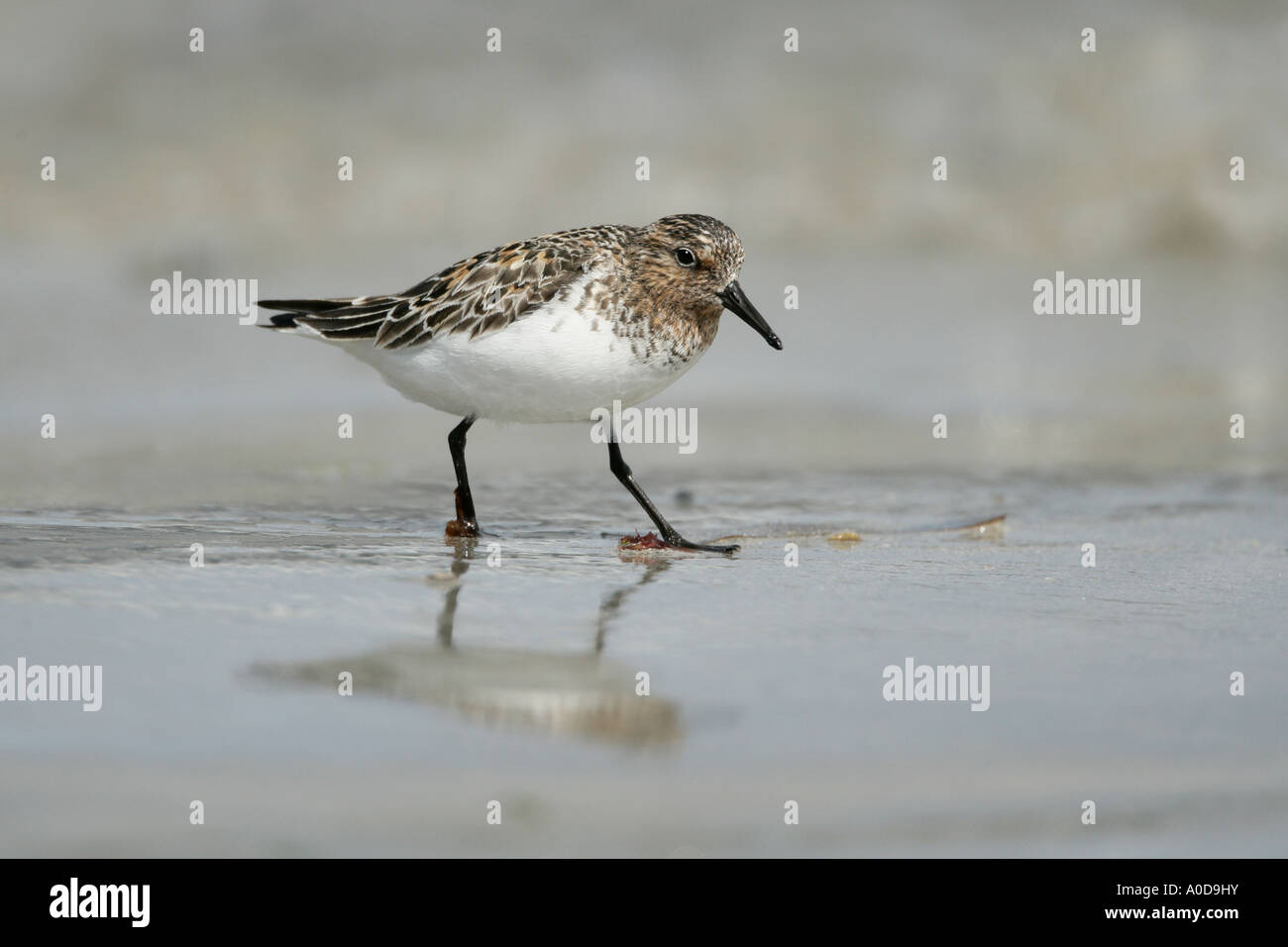 Sanderling breeding plumage on beach hi-res stock photography and ...