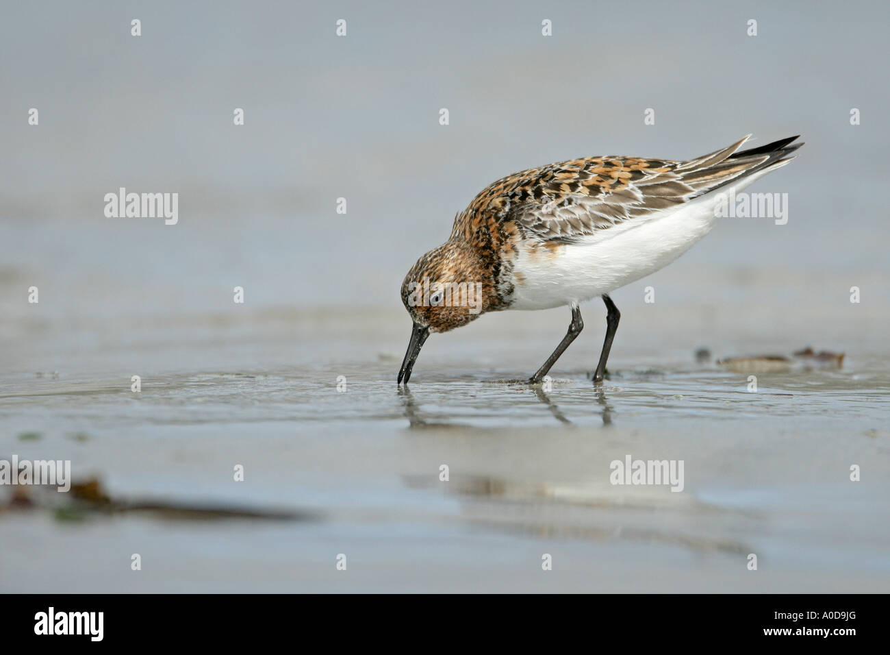 Sanderling breeding plumage on beach hi-res stock photography and ...