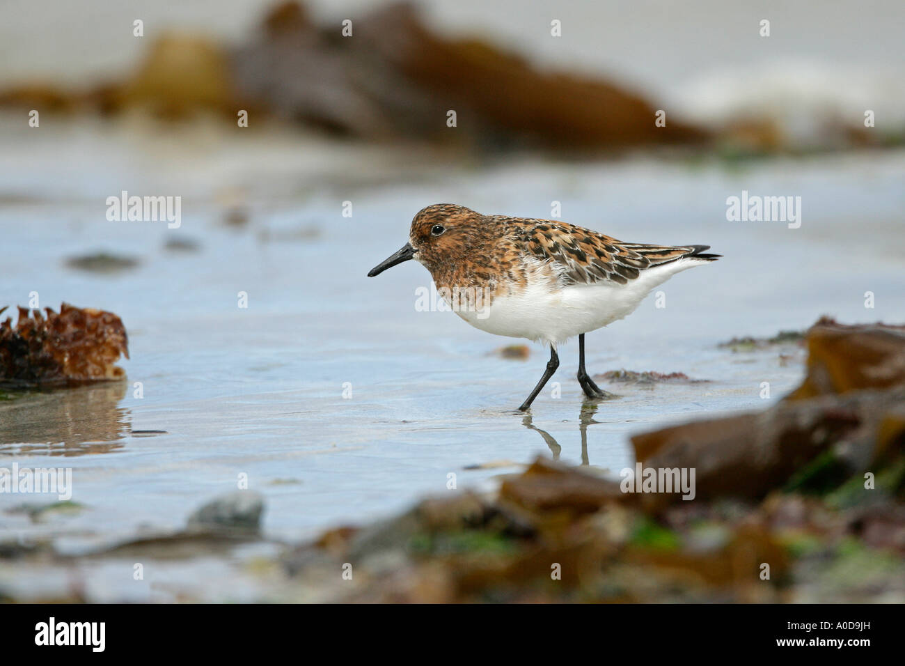 Sanderling breeding plumage on beach hi-res stock photography and ...