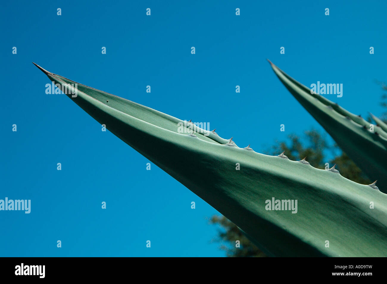 Horizontal cactus hi-res stock photography and images - Alamy
