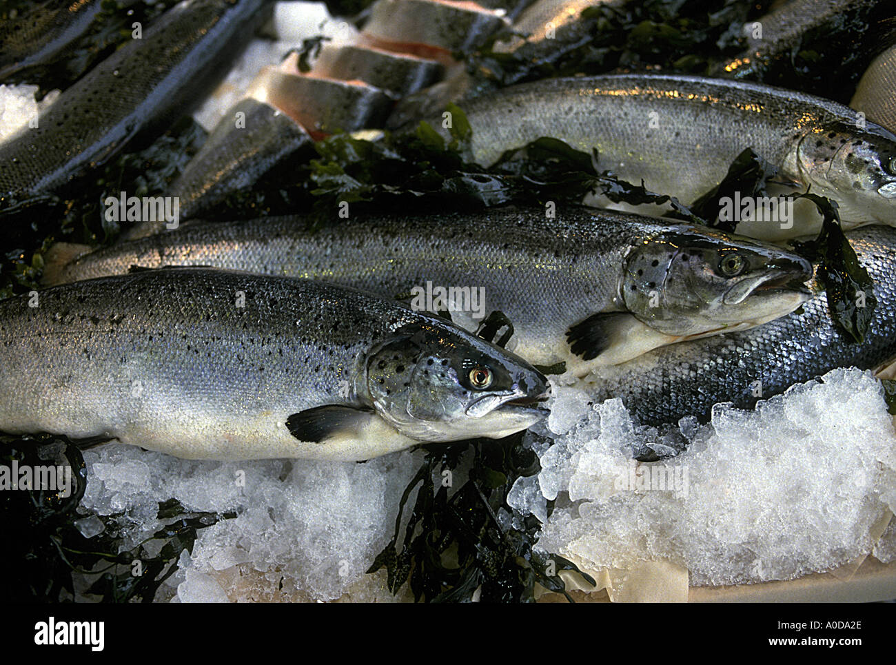 Fish stock replenishment hi-res stock photography and images - Alamy
