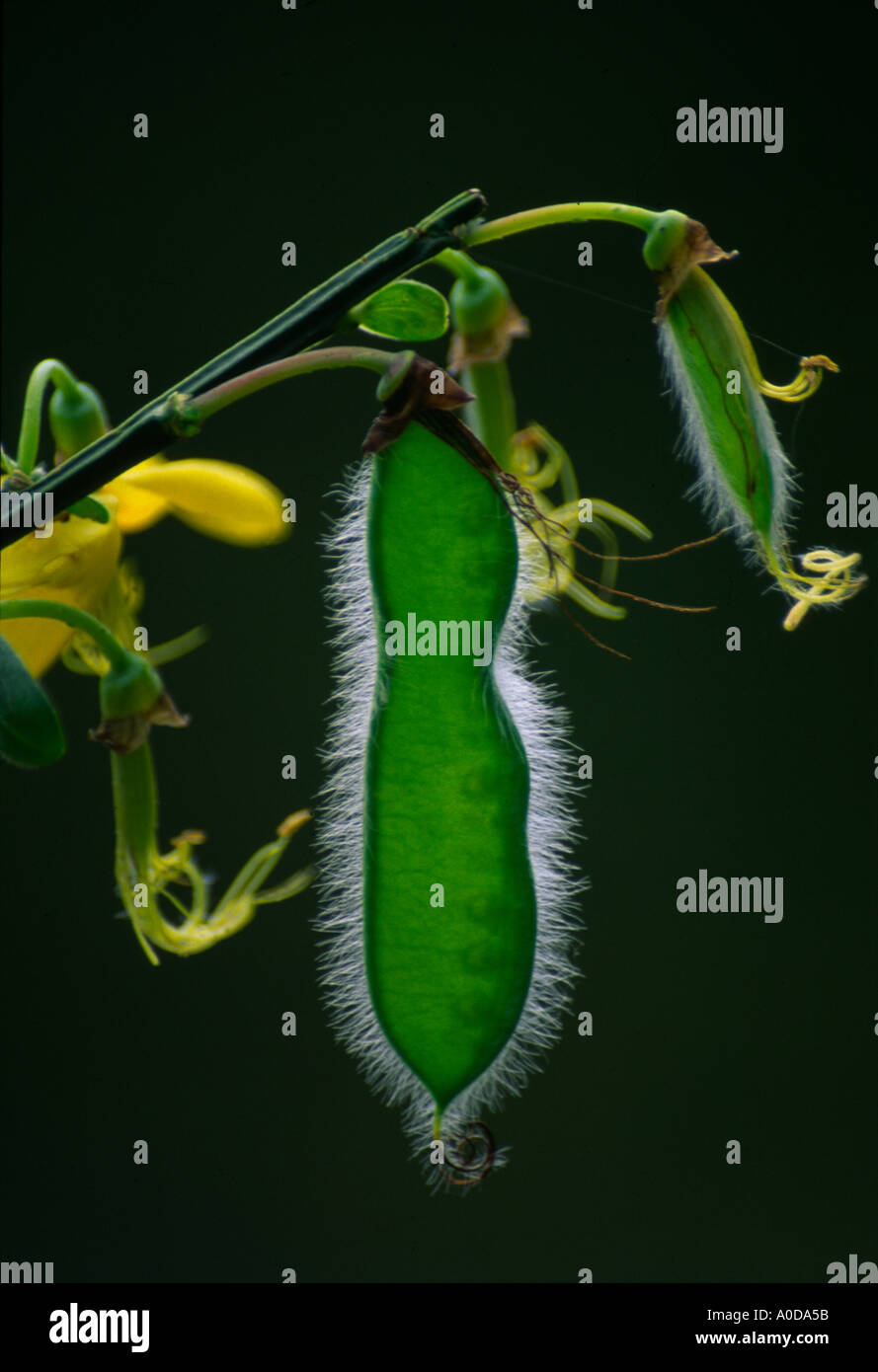 Broom (Cytisus scoparius) seed pod shown backlit against a dark ...