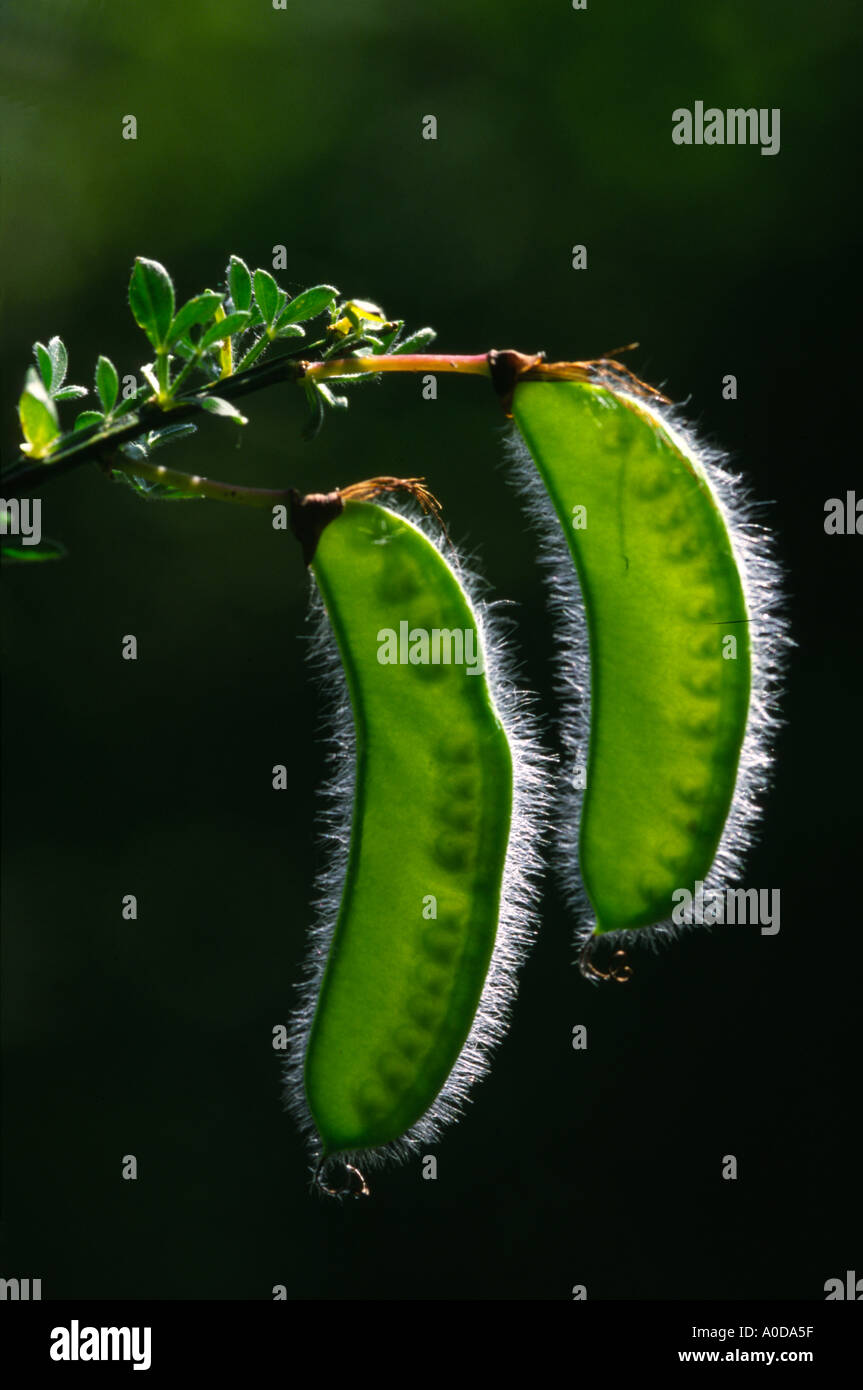 Translucent seed pod hi-res stock photography and images - Alamy