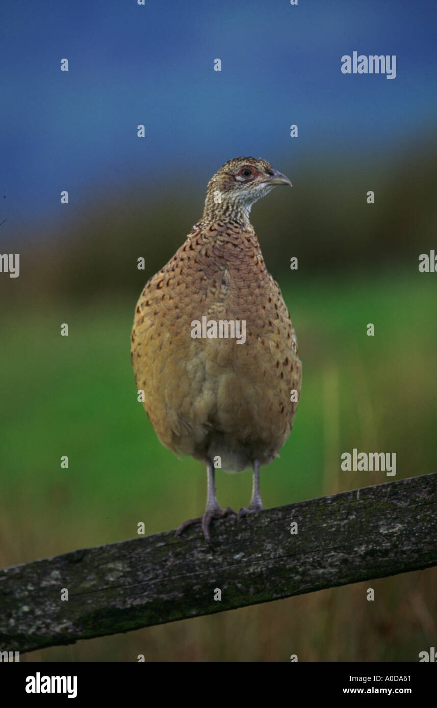 Juvenile pheasant hi-res stock photography and images - Alamy