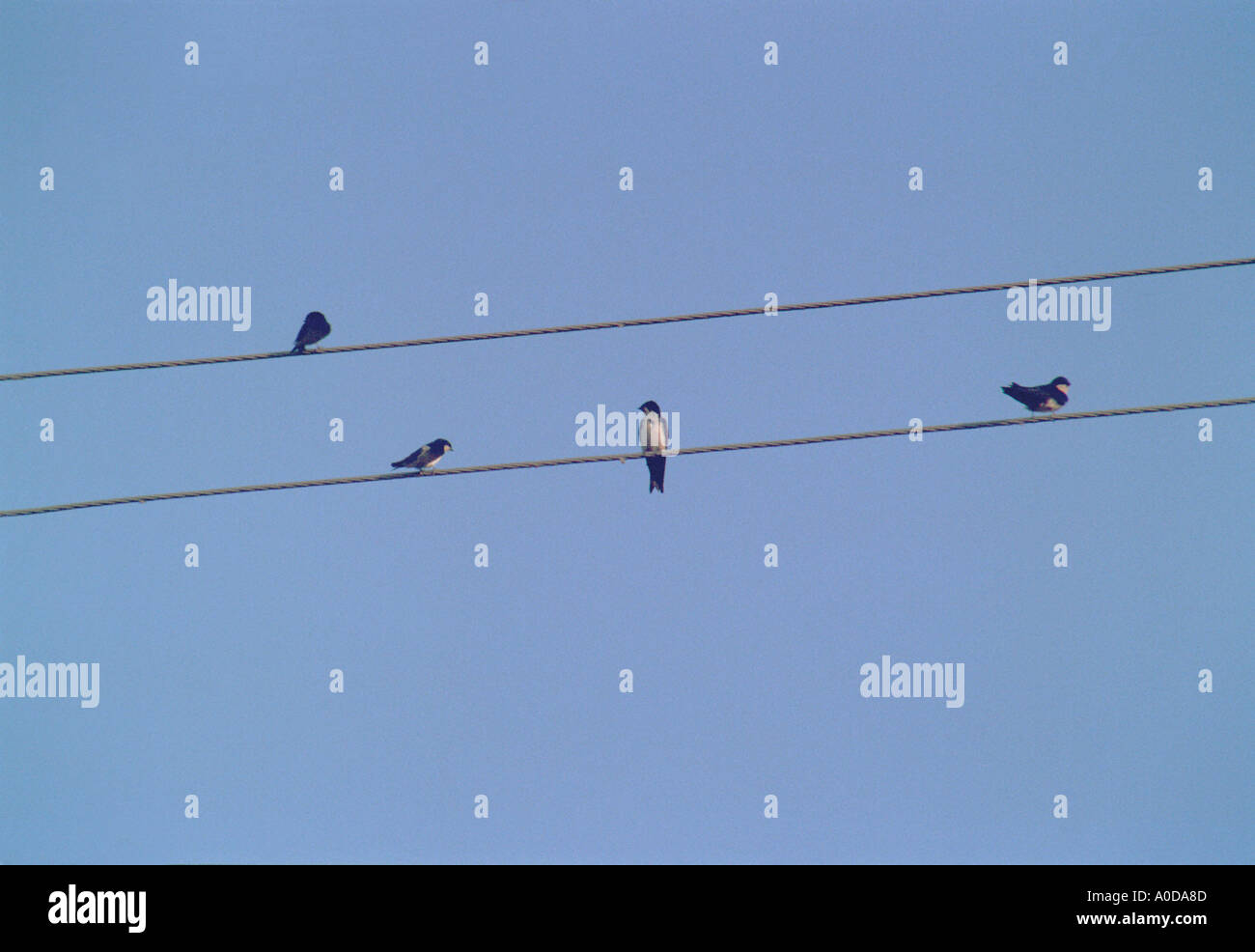 Birds on wire Stock Photo - Alamy