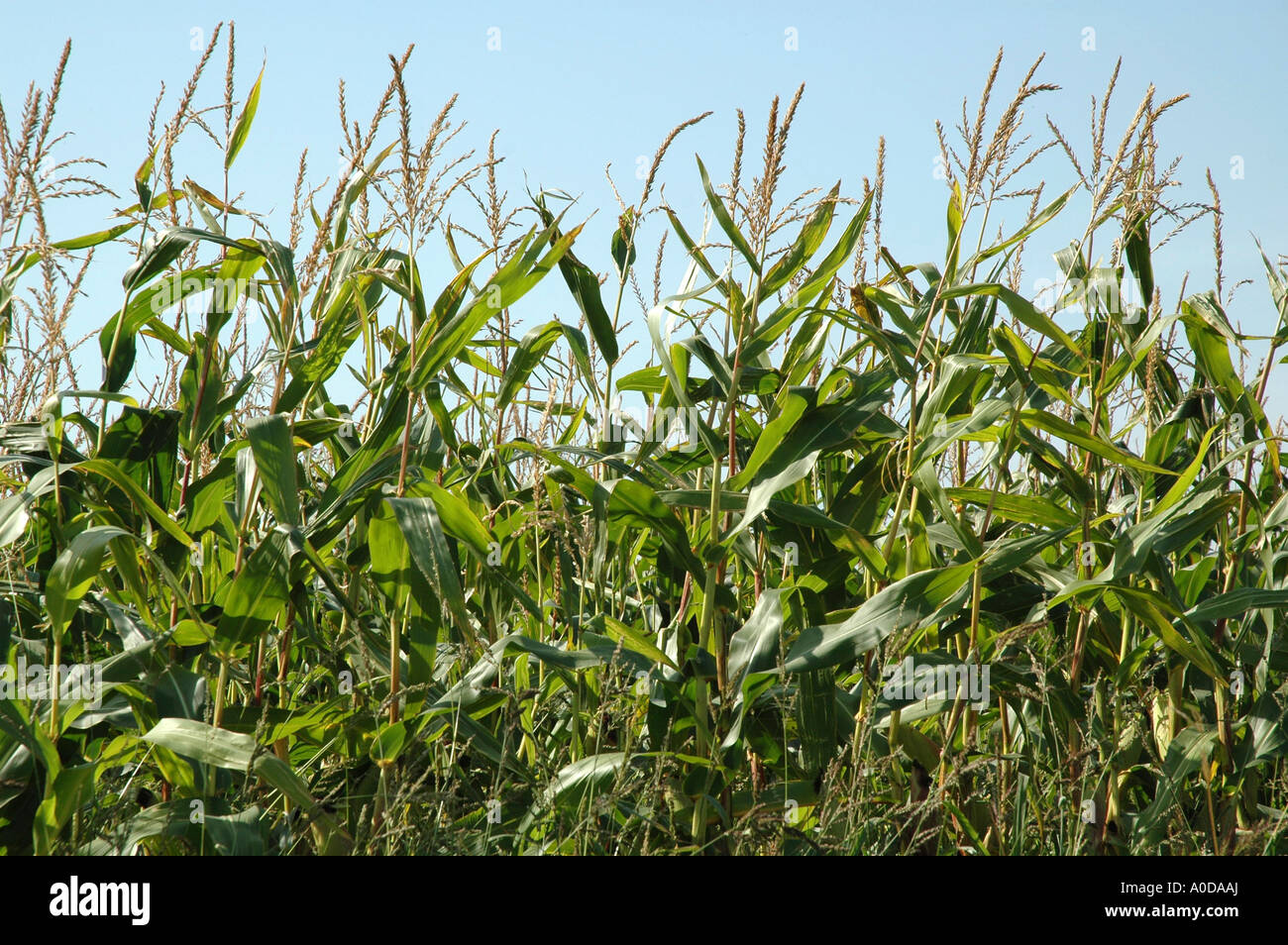 Dry land farming sweet hi-res stock photography and images - Alamy