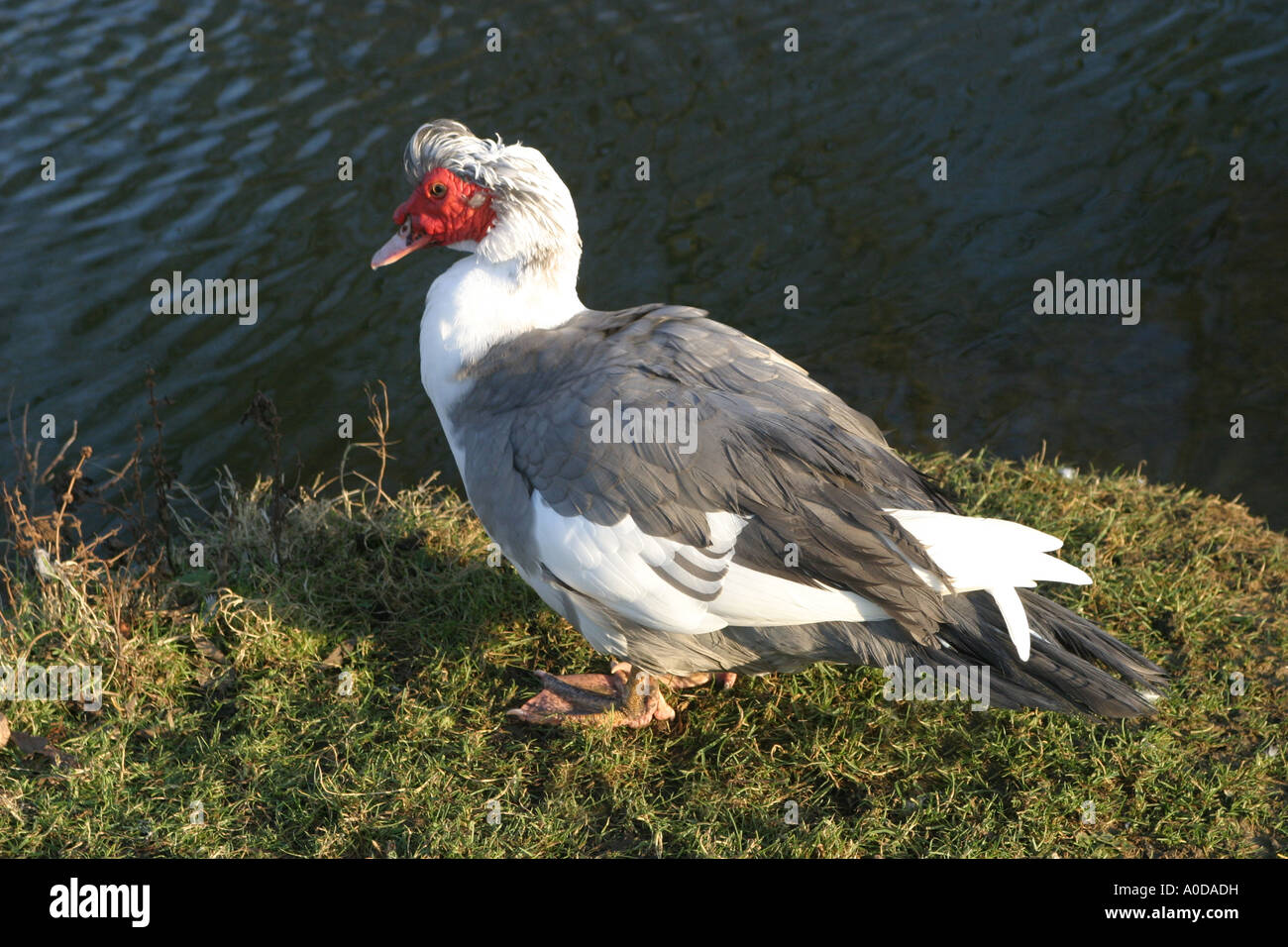 English white duck hi-res stock photography and images - Alamy