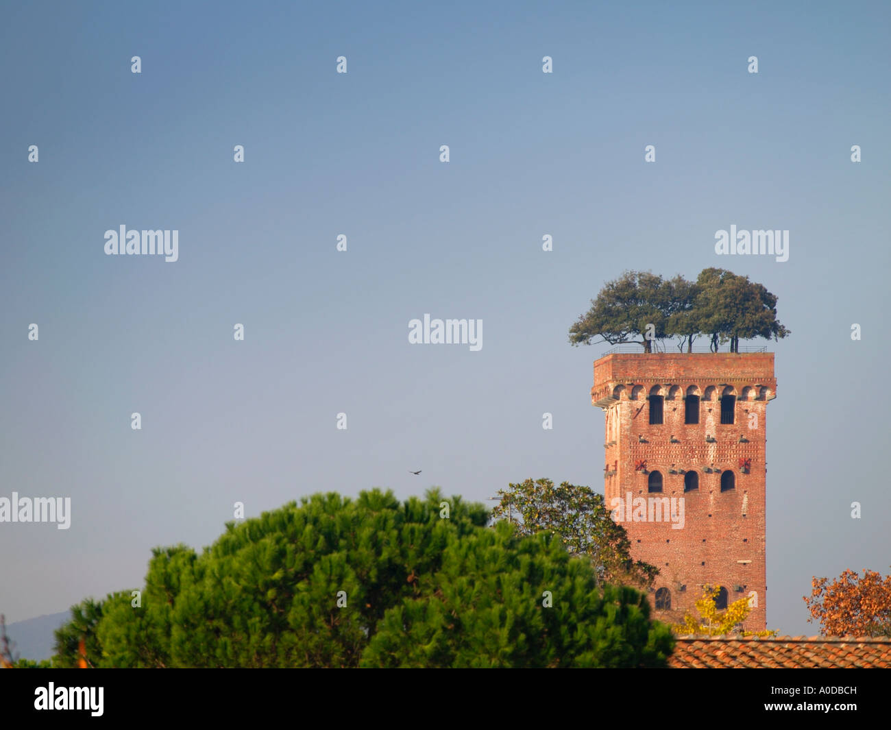 The Torre Guinigi tower in Lucca Tuscany Italy is a famous landmark ...