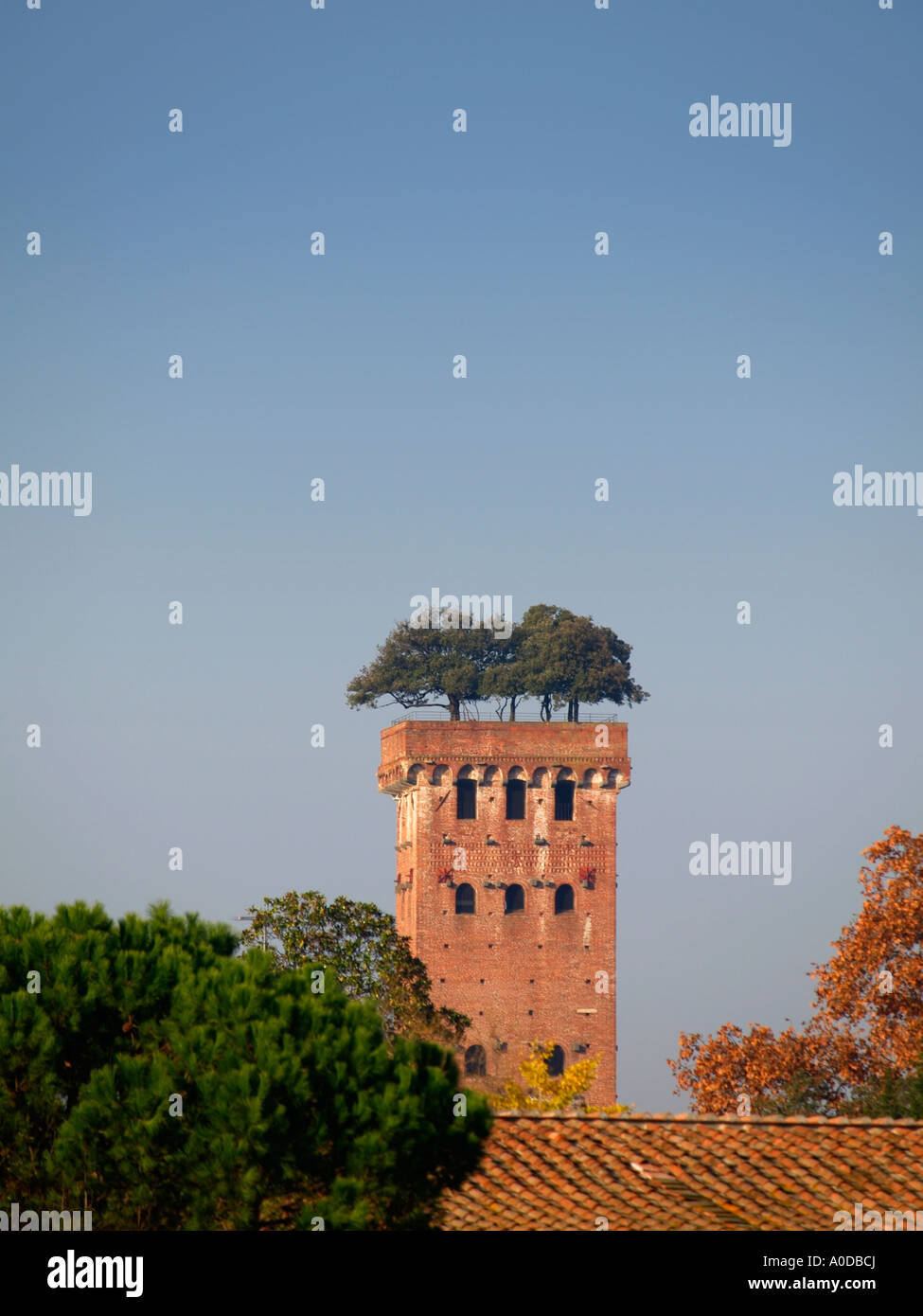 The Torre Guinigi tower in Lucca Tuscany Italy is a famous landmark ...