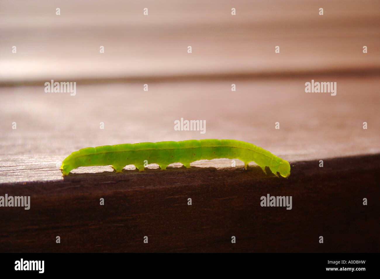 Caterpillar wormlike insect closeup hi-res stock photography and images ...