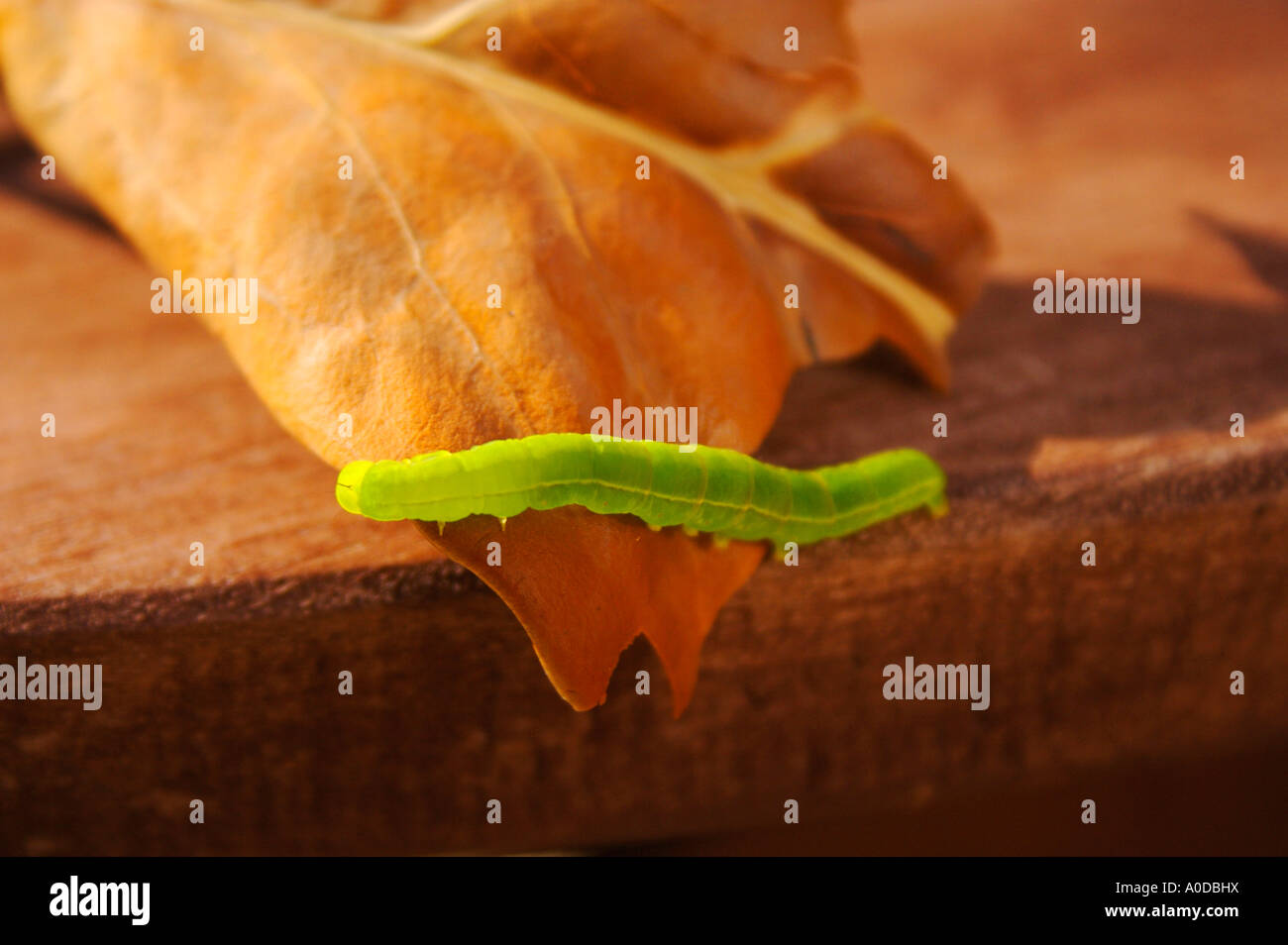 Over a leaf hi-res stock photography and images - Alamy