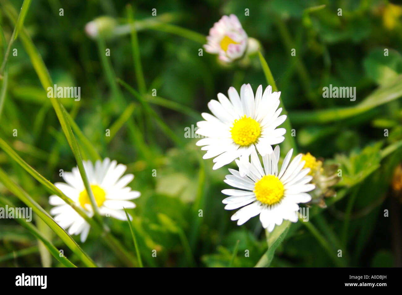 Daiseys hi-res stock photography and images - Alamy