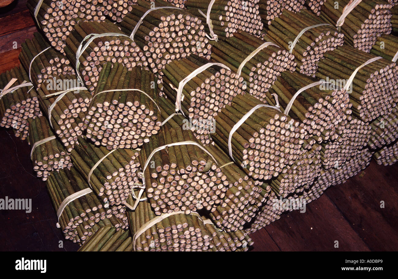 famous Burmese hand rolled Cigars Stock Photo - Alamy