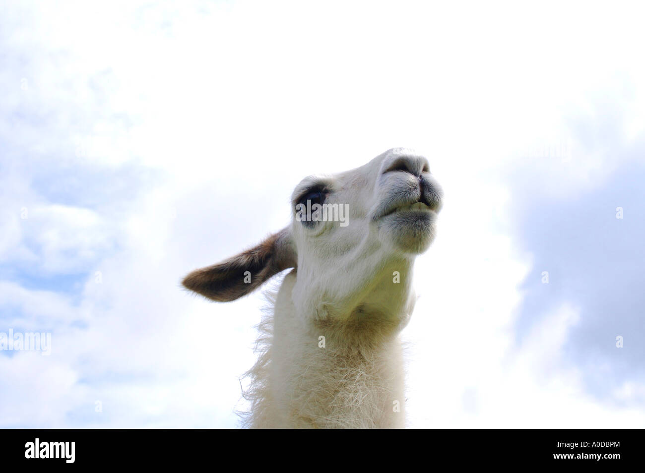 Llama head with ears back Stock Photo - Alamy