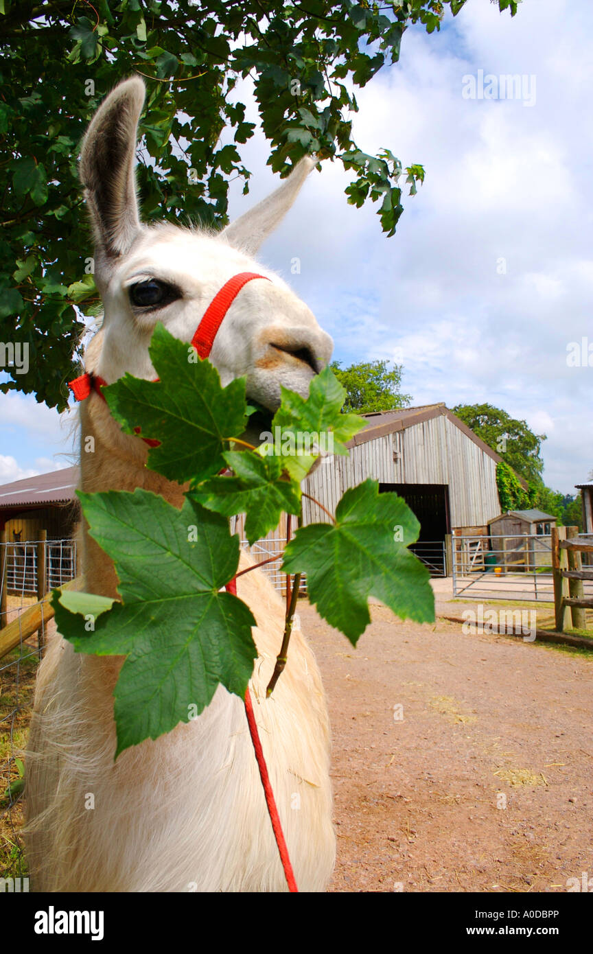 Walking With Llama Uk High Resolution Stock Photography and Images - Alamy