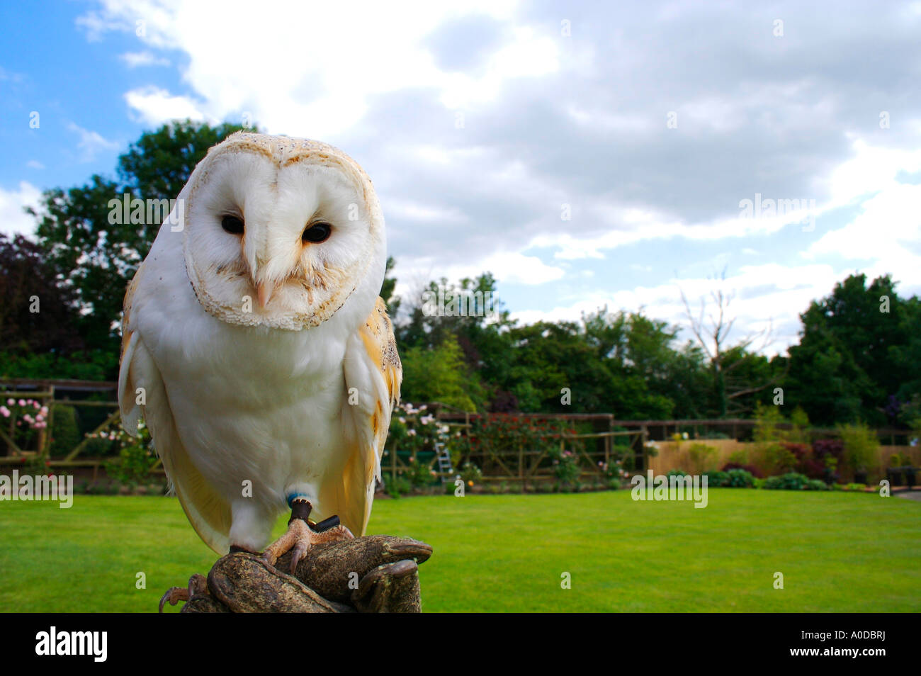 Barn owl colours hi-res stock photography and images - Alamy