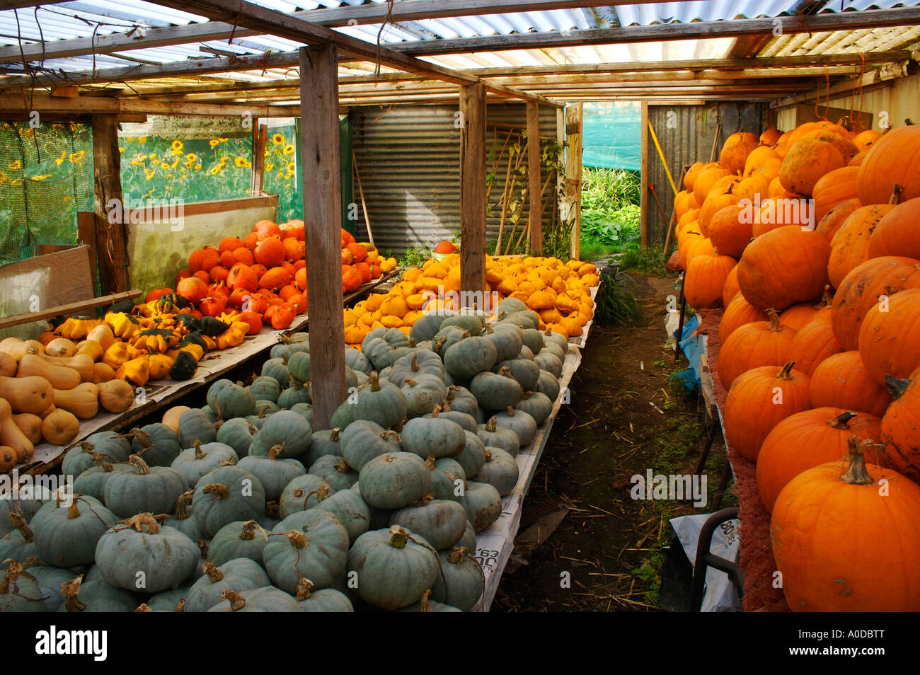 Jap pumpkin hi-res stock photography and images - Alamy