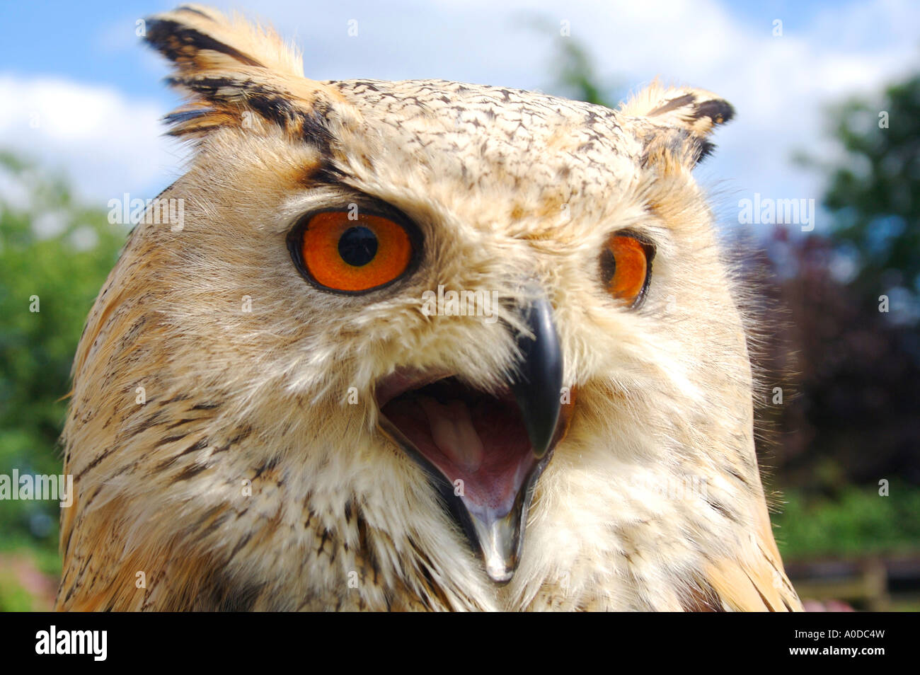 Tawny owl eyes head hi-res stock photography and images - Alamy