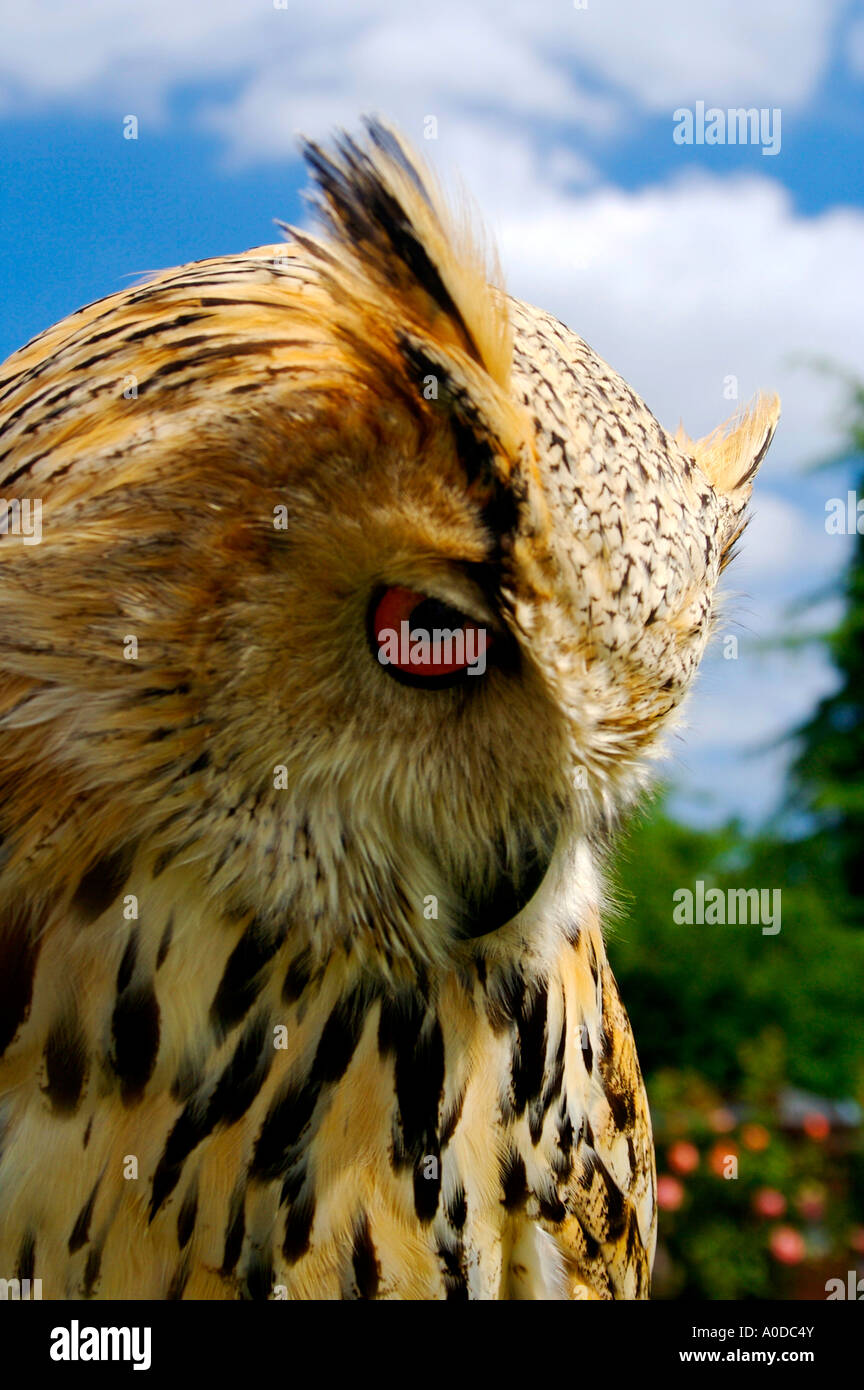 Tawny owl eyes head hi-res stock photography and images - Alamy