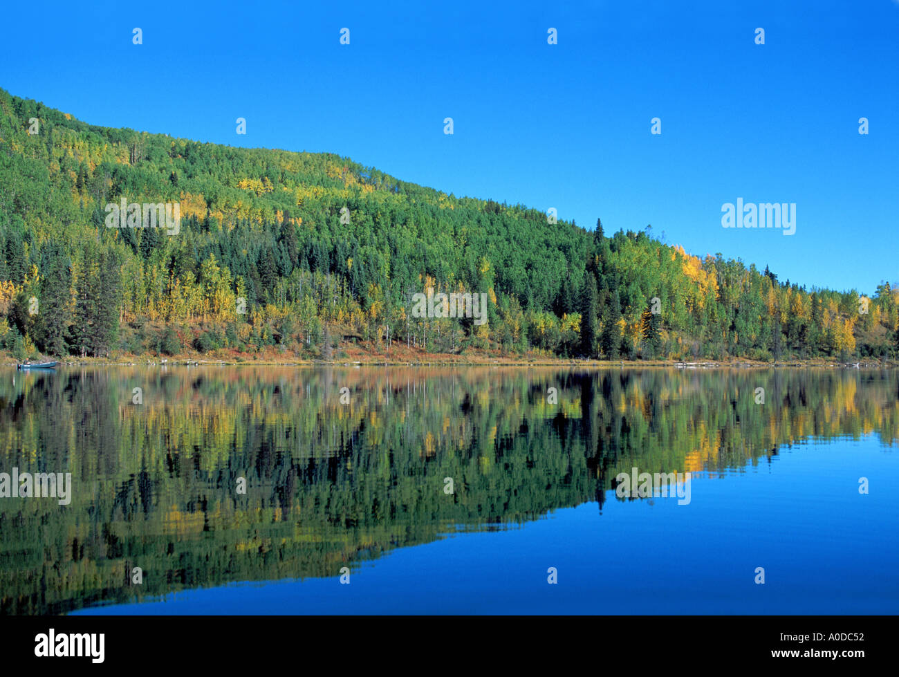 Trees reflect in still lake Alberta Canada Stock Photo - Alamy