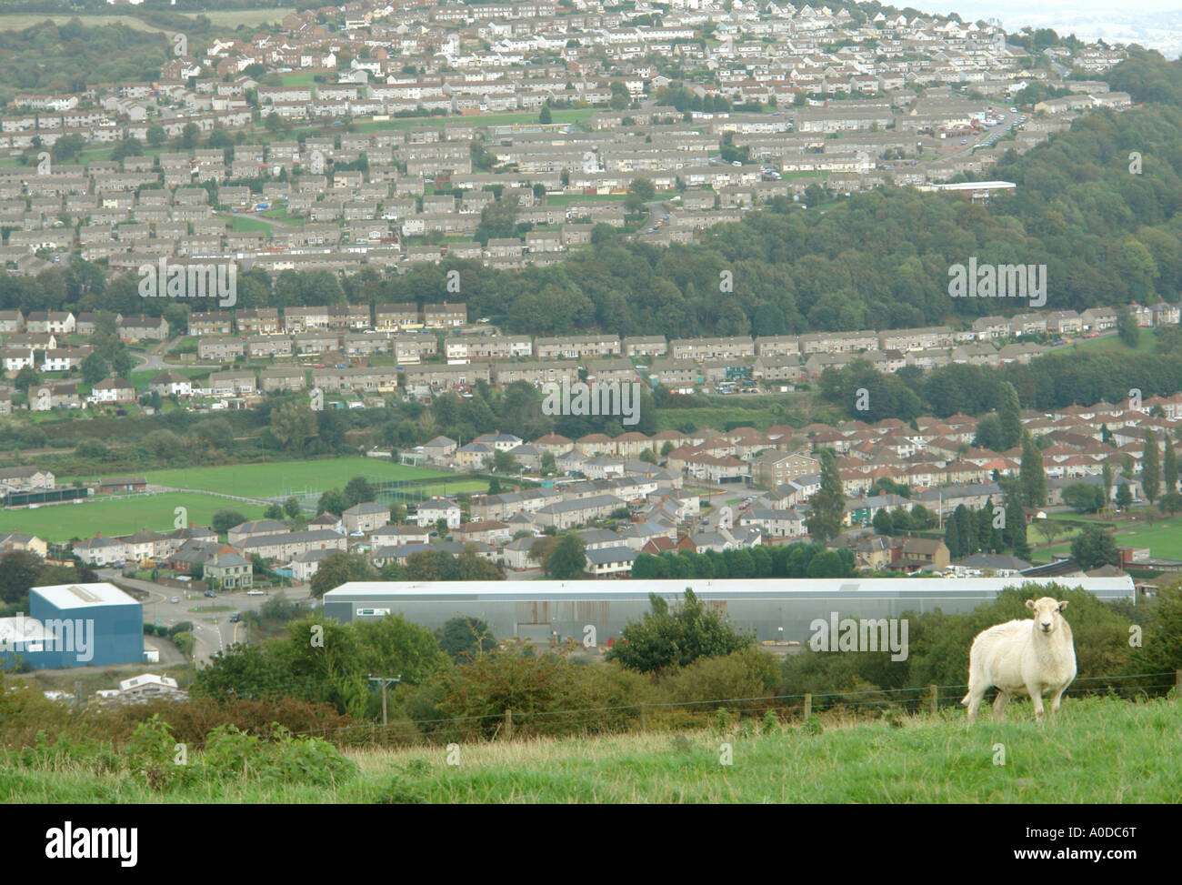 Sheep wales welsh farming woolly uk hi-res stock photography and images ...