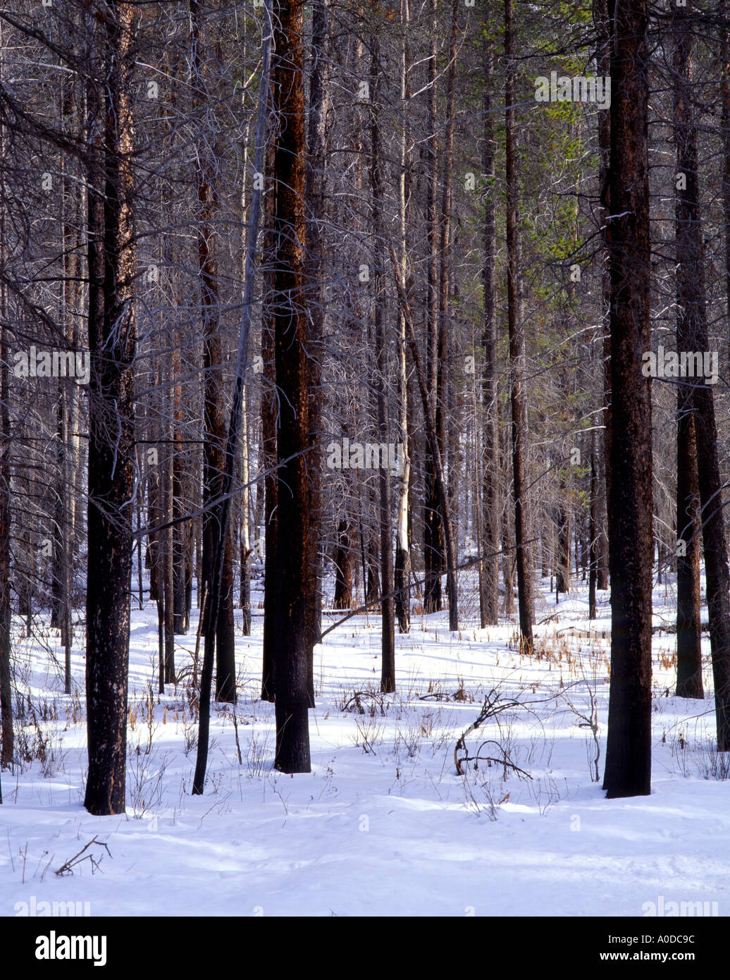 Charred Pine trees in prescribed burn area Banff National Park Alberta ...