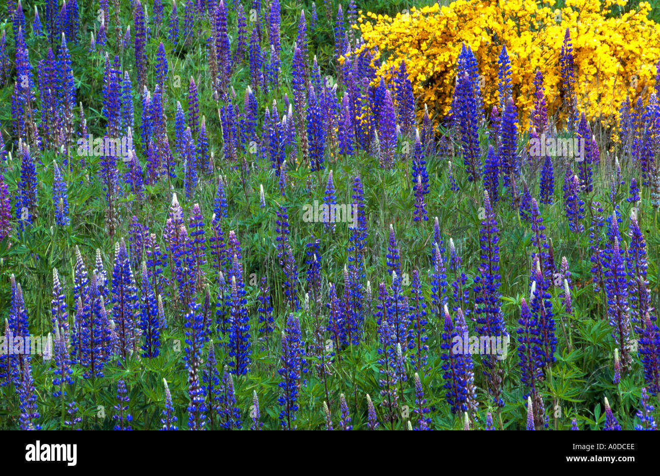 Bc wild flowers hi-res stock photography and images - Alamy
